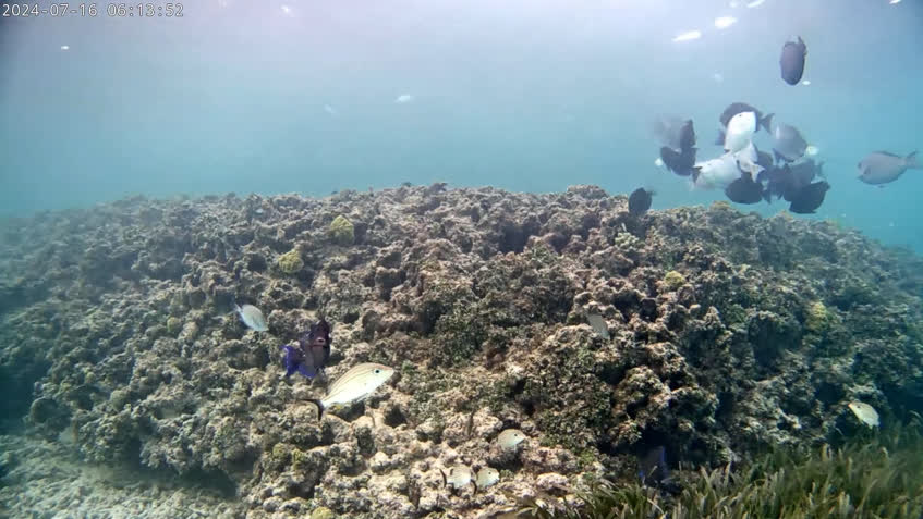 【LIVE】 Live Cam Underwater Cam - Dominican Republic | SkylineWebcams