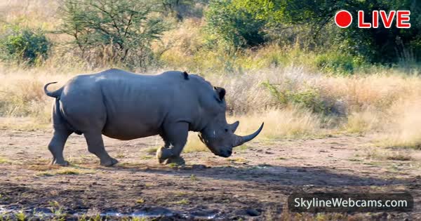 【LIVE】 Live Cam Wild animals of Namibia | SkylineWebcams