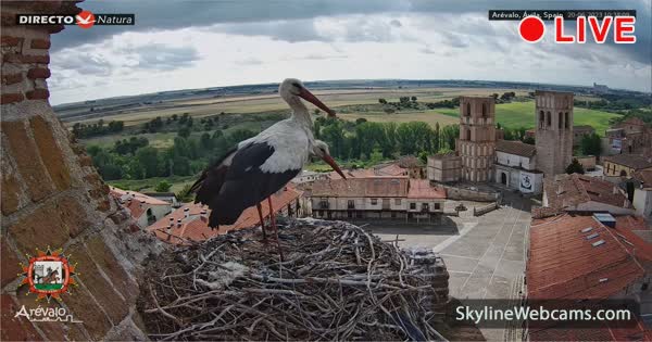 【LIVE】 Live Cam Storks of Arevalo - Spain | SkylineWebcams