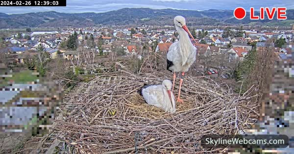 【LIVE】 Live Cam Storks' Nest- Kirchzarten | SkylineWebcams