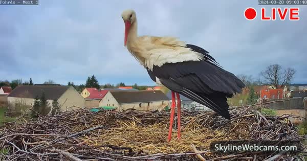 【LIVE】 Live Cam Storks from Fohrde - Germany | SkylineWebcams