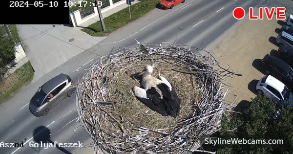 【LIVE】 Live Cam Storks of Aszód - Hungary | SkylineWebcams