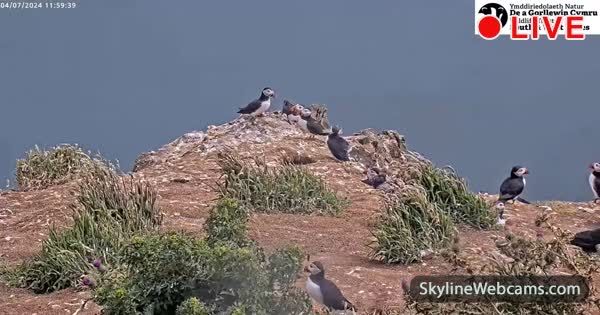 【LIVE】 Live Cam Puffin Colony - Skomer - Island | SkylineWebcams