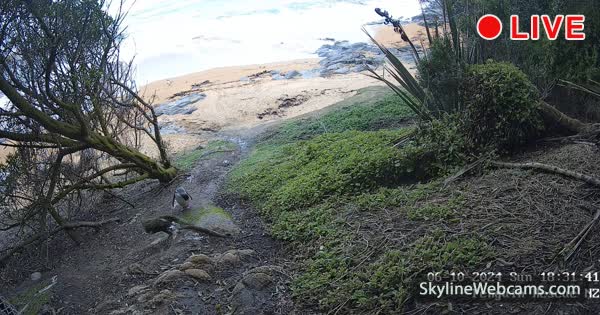 【LIVE】 Live Cam Penguin Rescue - New Zealand | SkylineWebcams