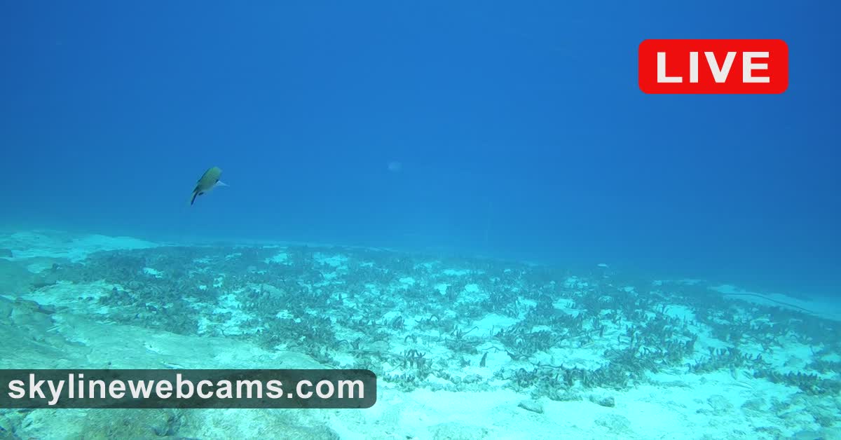 Web Kamera uživo Podvodna kamera u Strongyli na Chalki | SkylineWebcams