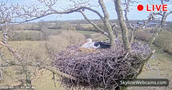 【LIVE】 Live Cam White Stork Nest - Horsham | SkylineWebcams