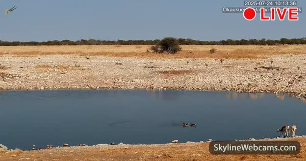 【LIVE】 Live Cam Okaukuejo - Etosha National Park | SkylineWebcams