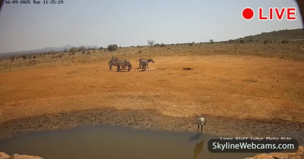 【LIVE】 Webcam Maktau Wildlife - Kenia | SkylineWebcams